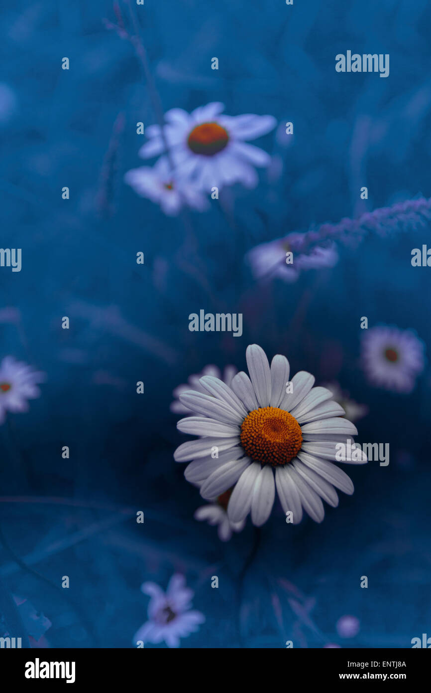 Daisies field hi-res stock photography and images - Alamy