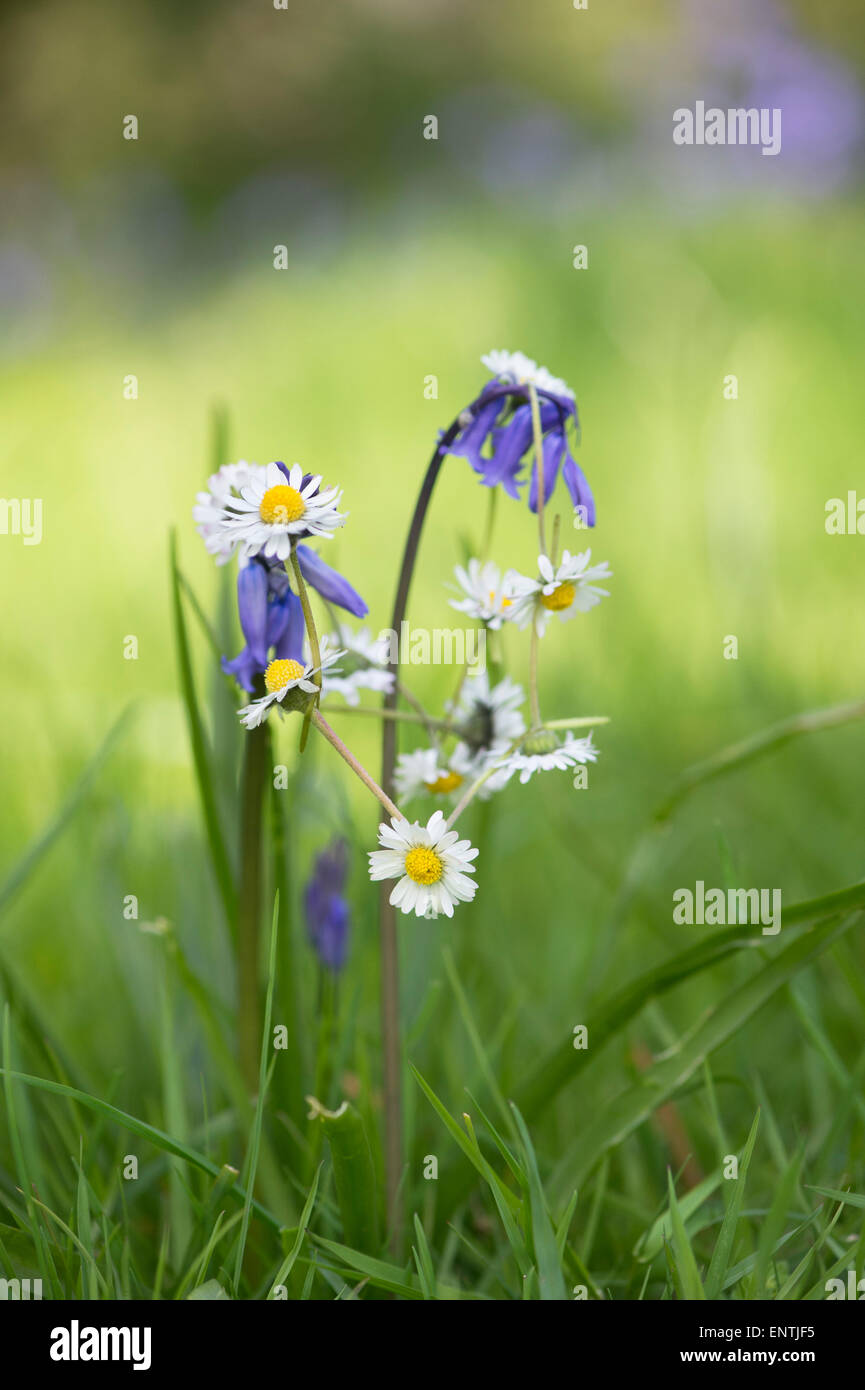 Daisy chain hanging on a Bluebell flower in an English woodland Stock ...