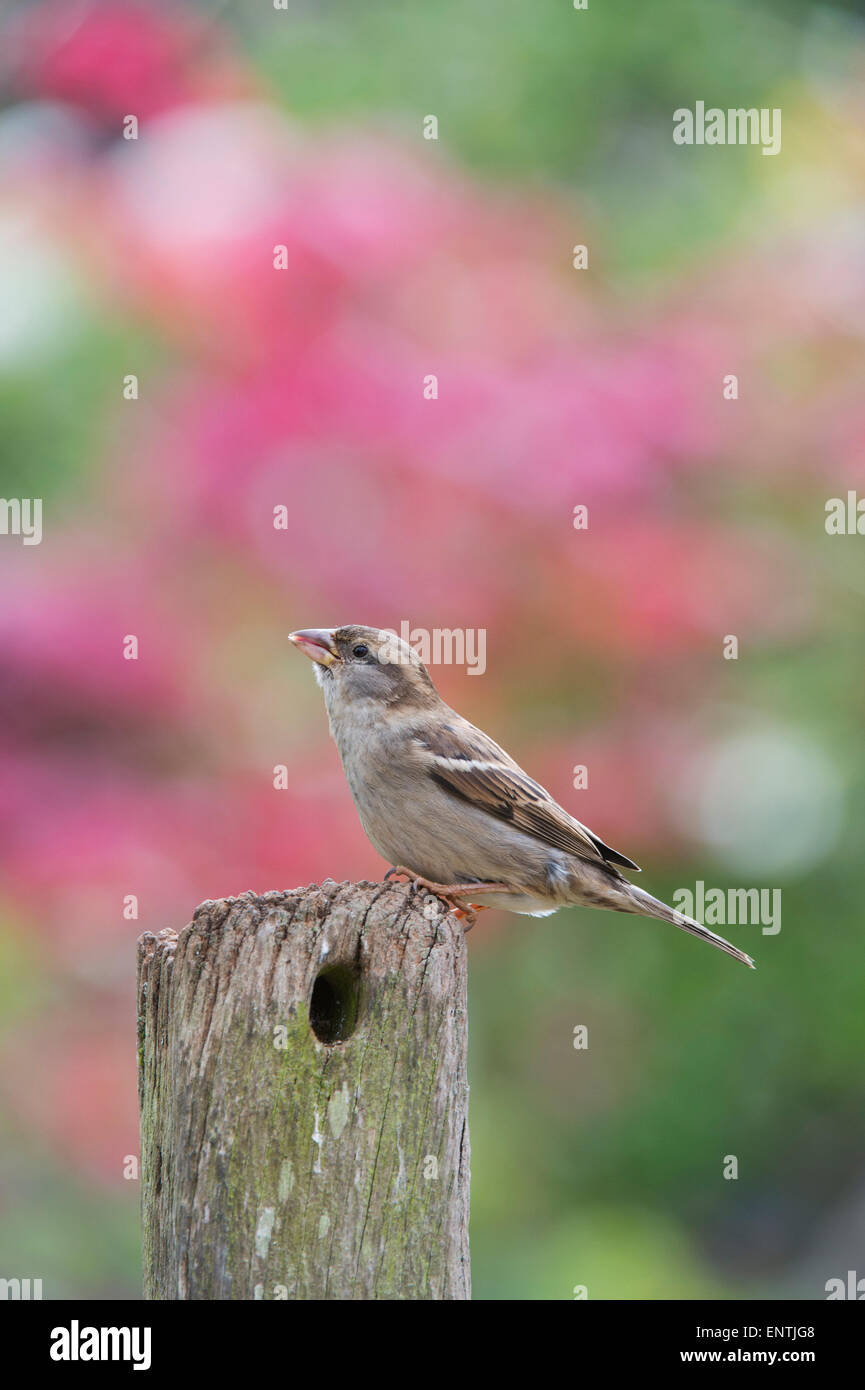 Female house sparrows hi-res stock photography and images - Alamy