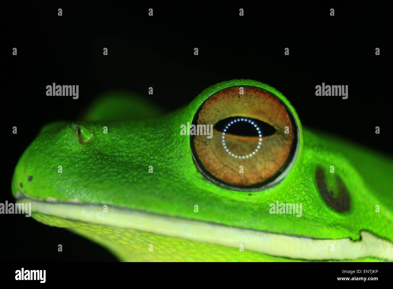 Loud sounds hi-res stock photography and images - Alamy