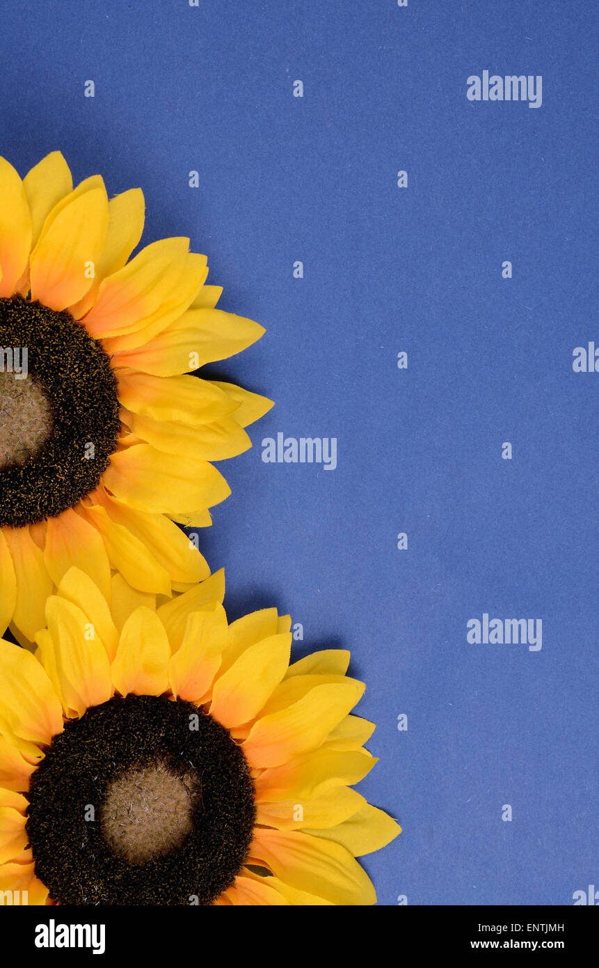 Two sunflowers on a blue background with space for text Stock Photo - Alamy