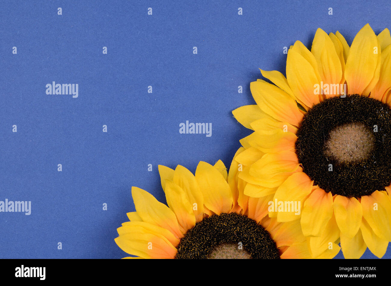 Blue background and sunflowers hi-res stock photography and images - Alamy