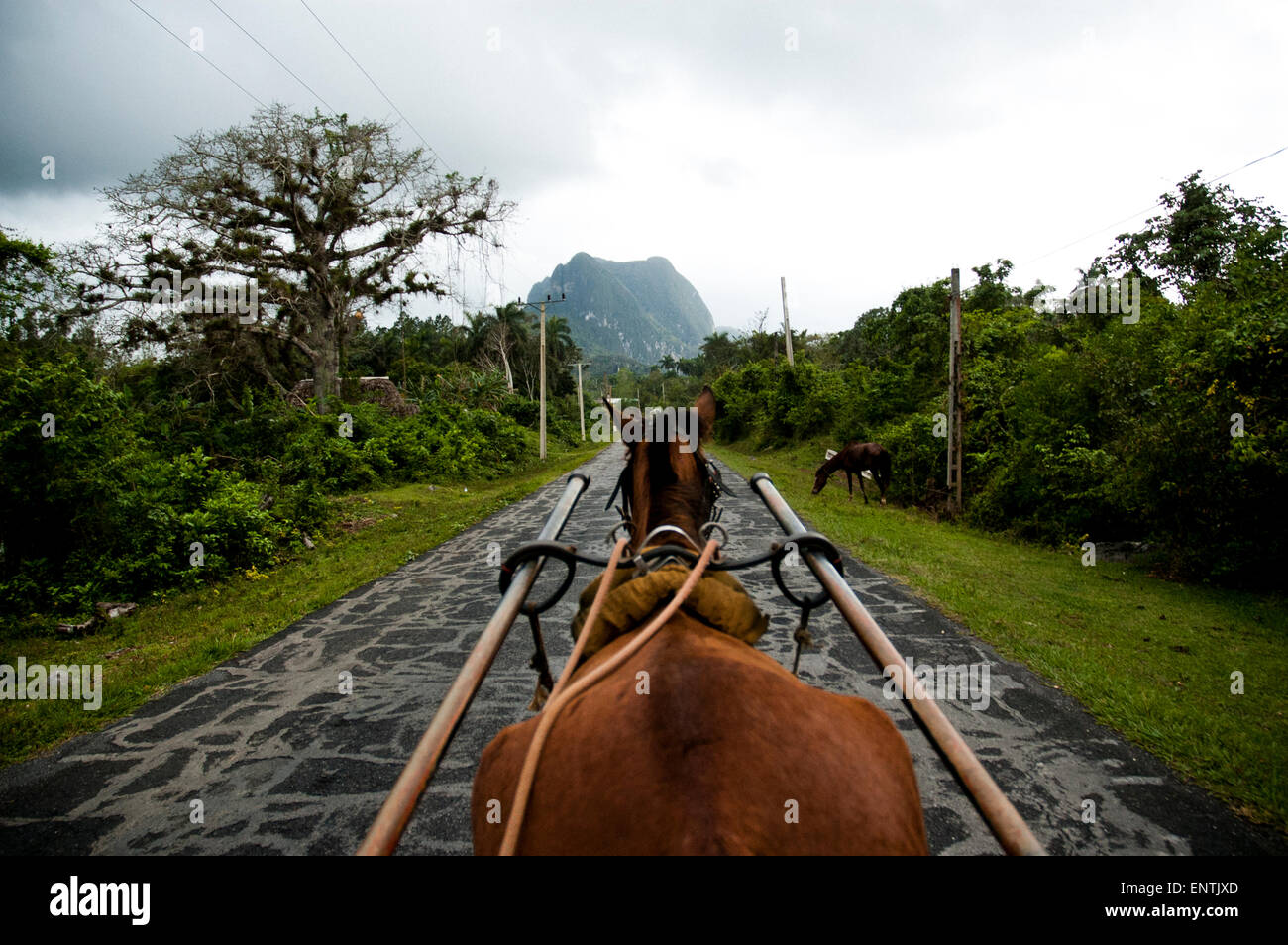 Back of carriage hi-res stock photography and images - Alamy