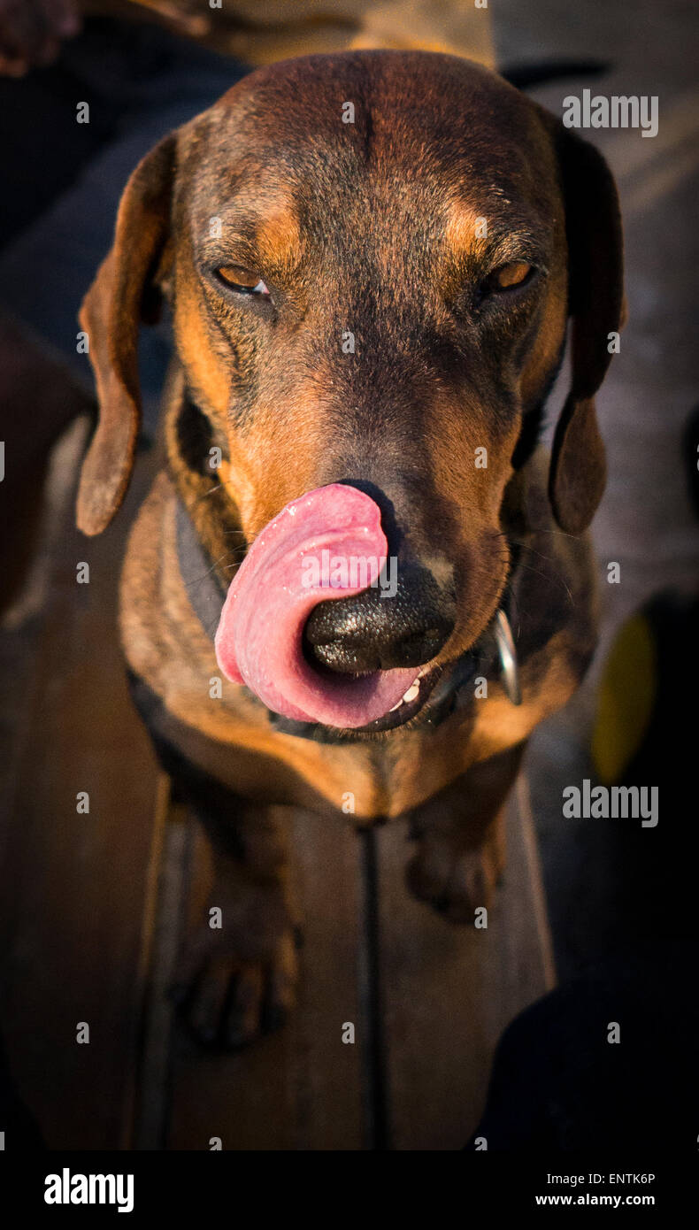 Teckel hi-res stock photography and images - Alamy