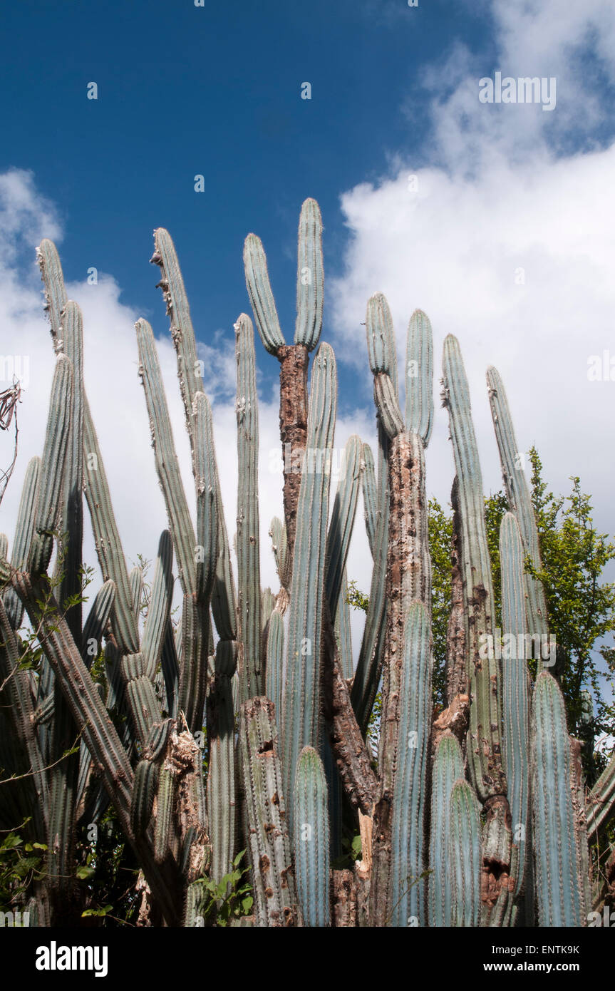 With a tropical but dry climate cacti are very typical for the ...