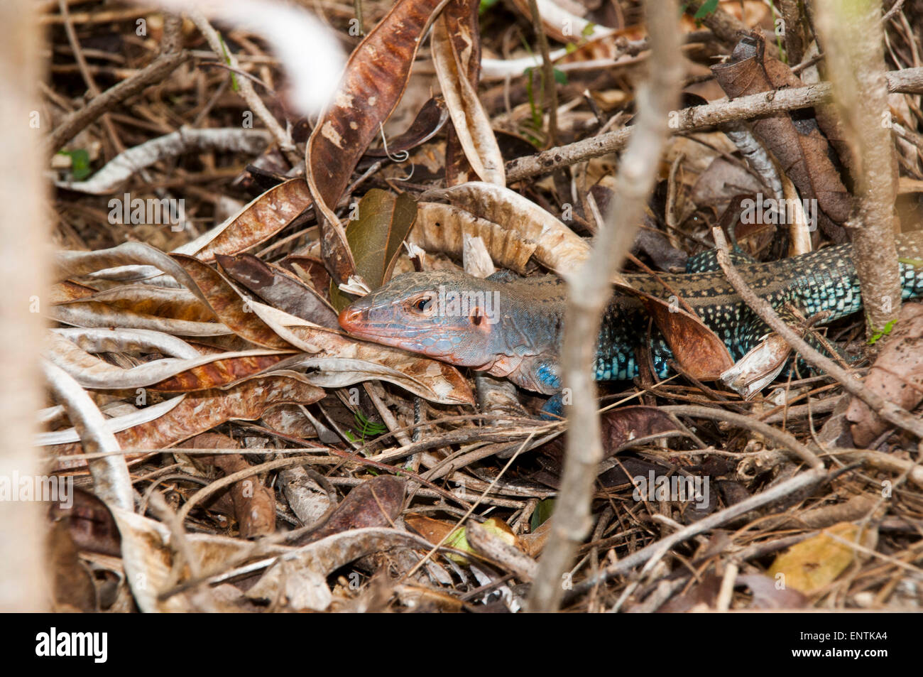 Puerto Rican Ground Lizard is a lizard liviing on some of the Caribbean ...