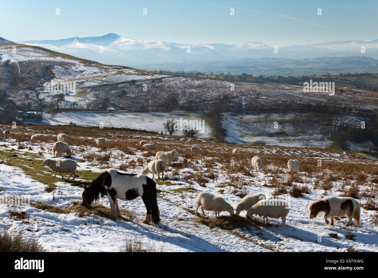 Grazing livestock on Hay Bluff with view to Pen y Fan peak, Black ...