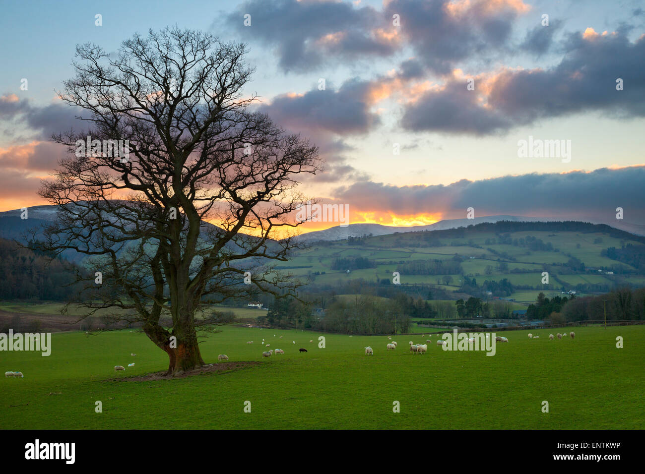 Bare tree and rolling hills at sunset, near Bwlch, Usk Valley, Brecon ...