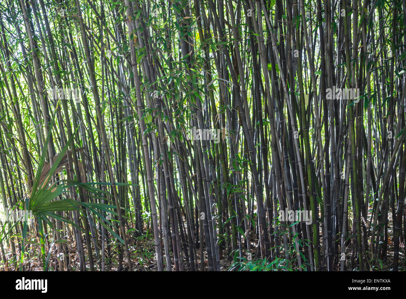 Stand of bamboo hi-res stock photography and images - Alamy
