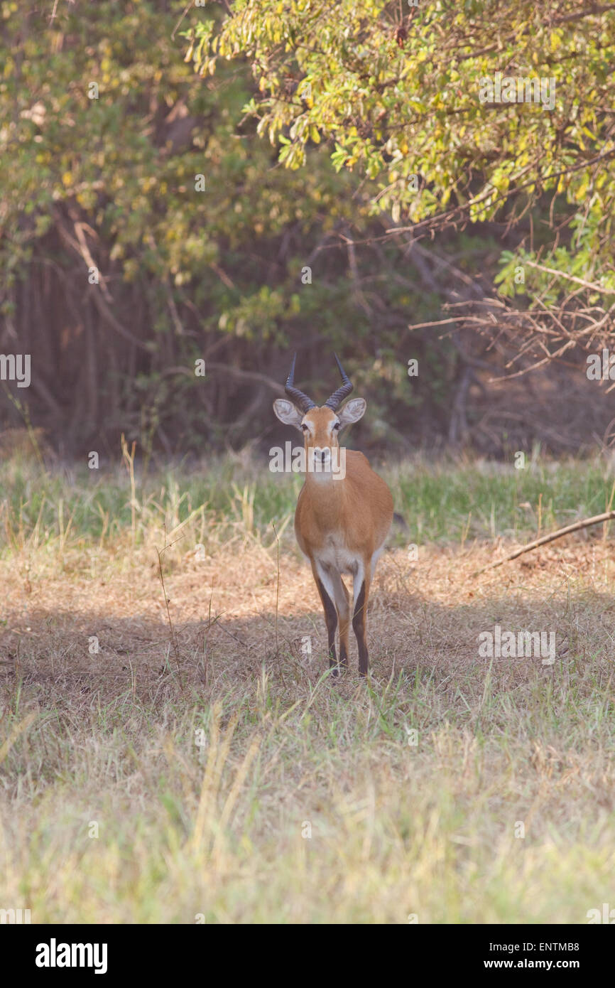 Buffon Kob or Western Kob (Kobus kob). Male, or Buck. Mole National ...