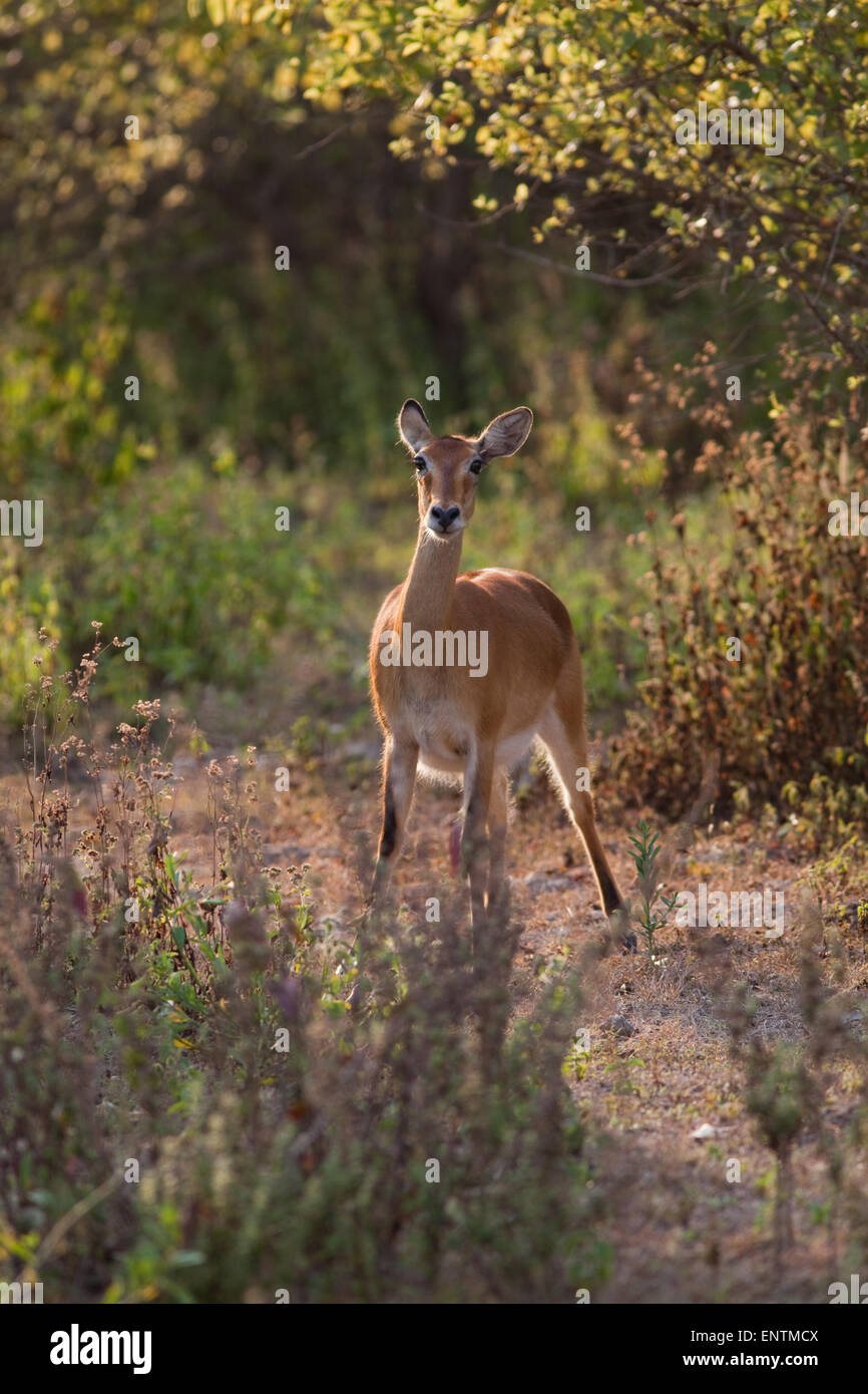 Hornless hi-res stock photography and images - Alamy