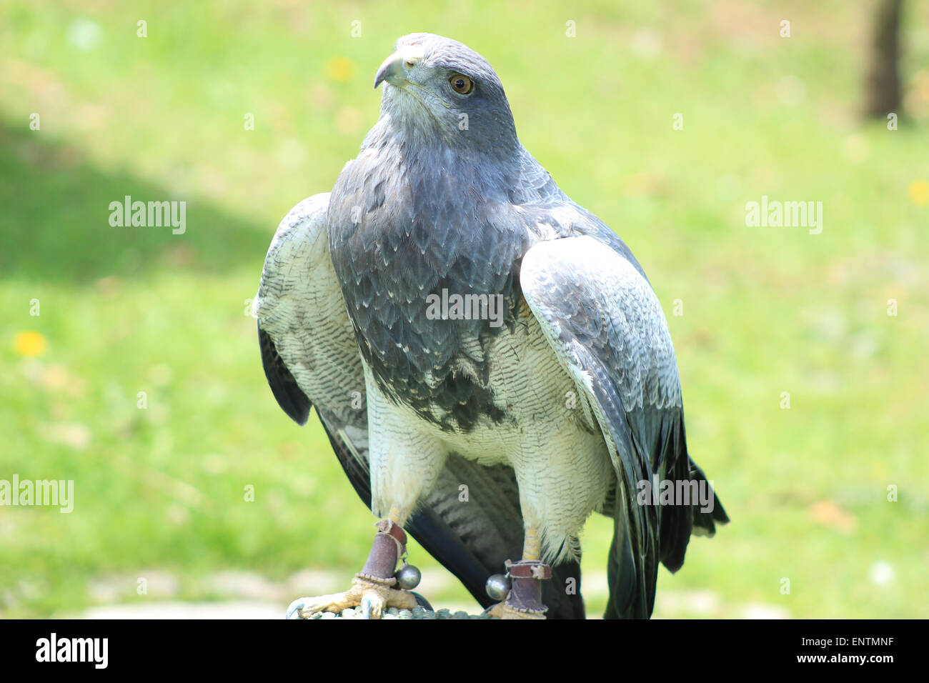 A Black Chested Buzzard Eagle on a perch at an outdoor bird sanctuary ...