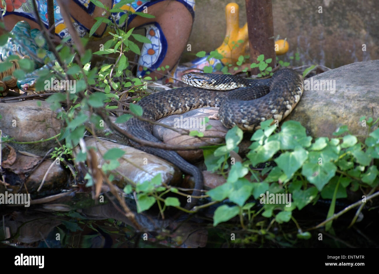 Banded water snake hi-res stock photography and images - Alamy