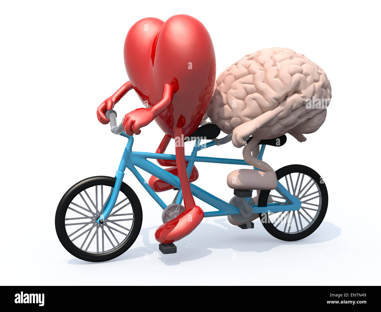 human brain and heart with arms and legs riding tandem bicycle, 3d ...