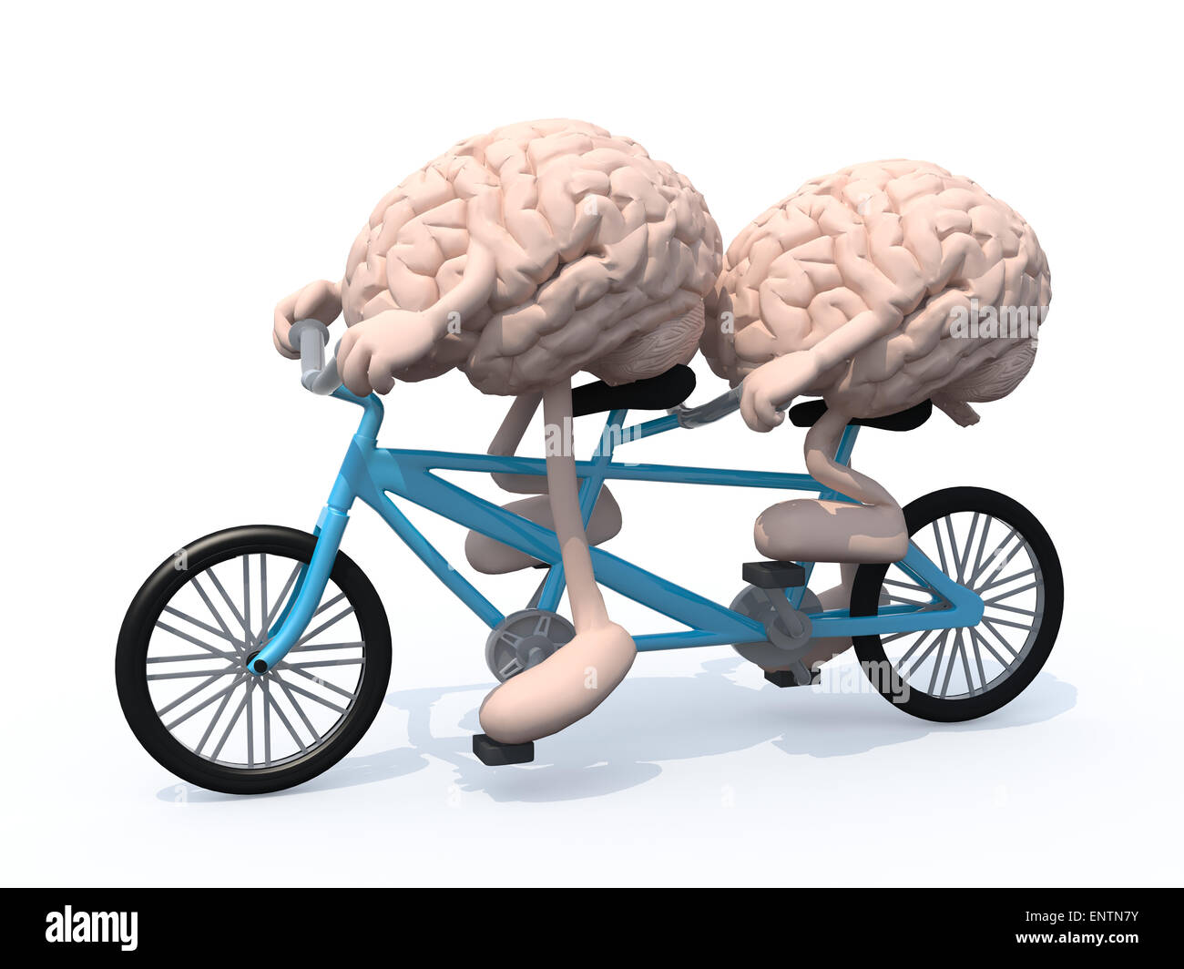 two human brains with arms and legs riding tandem bicycle, 3d ...