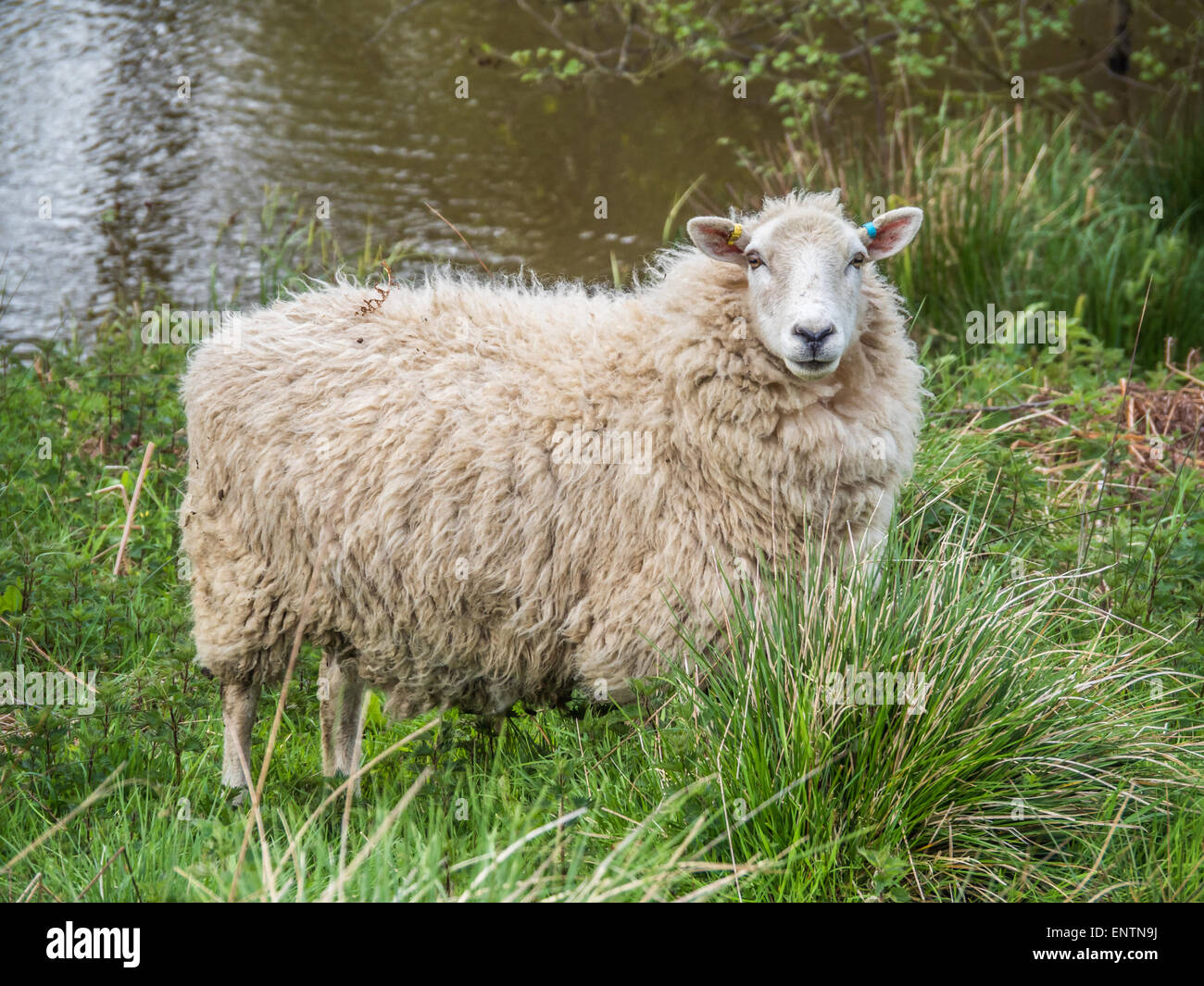 Woolly sheep hi-res stock photography and images - Alamy
