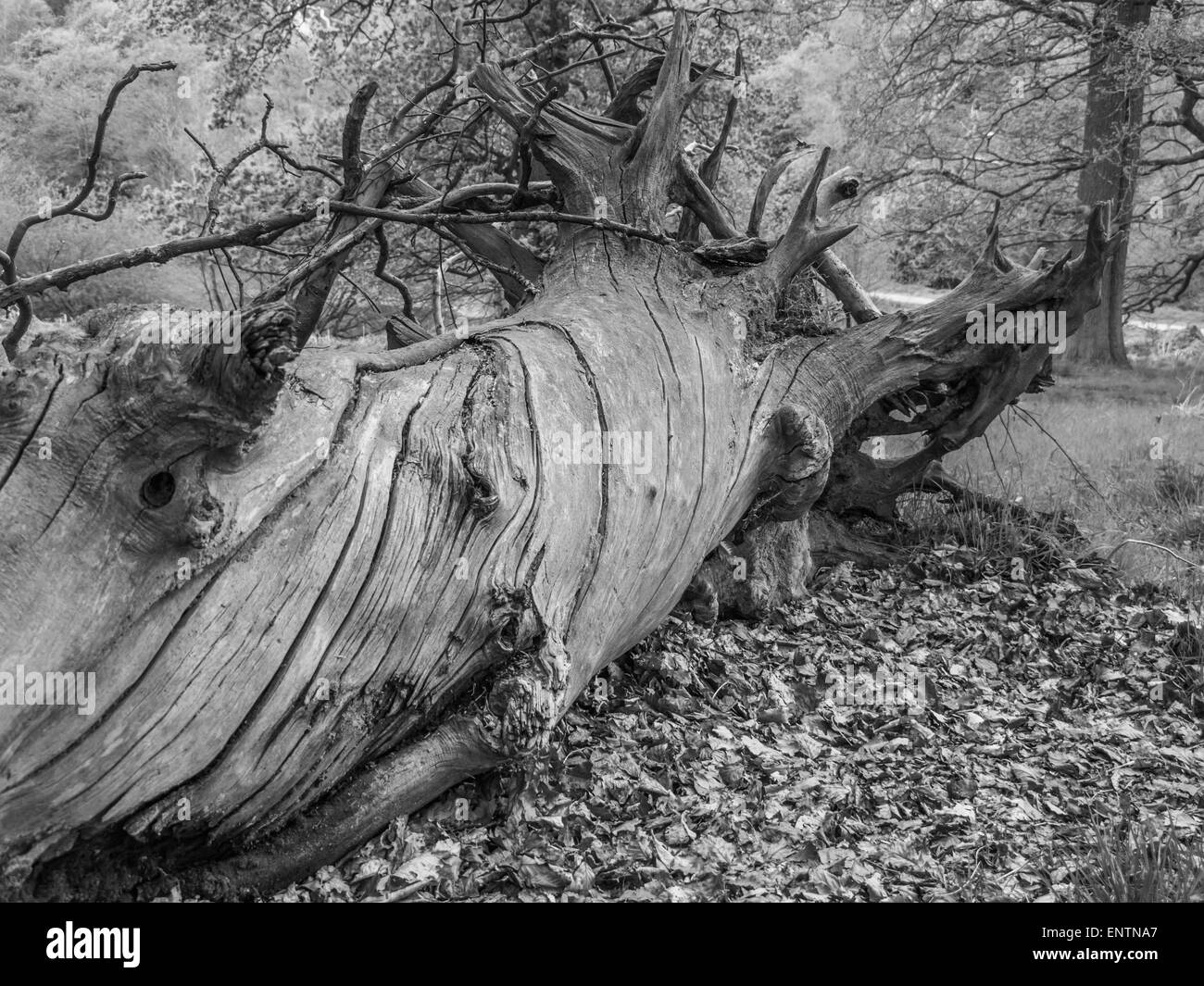 Fallen tree dead wood Black and White Stock Photos & Images - Alamy