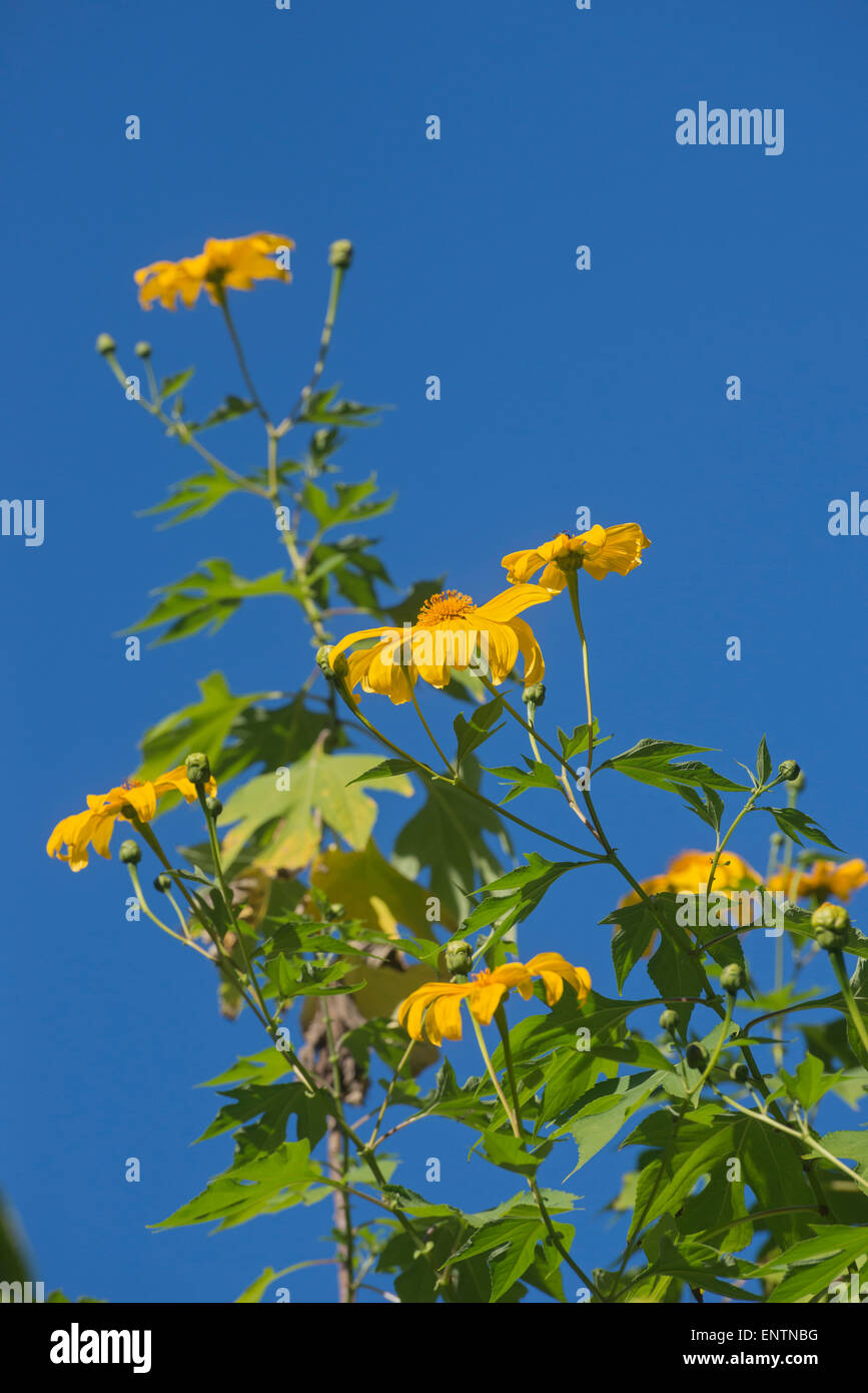 A Mexican sunflower or Tithonia diversifolia growing in Kanapaha ...