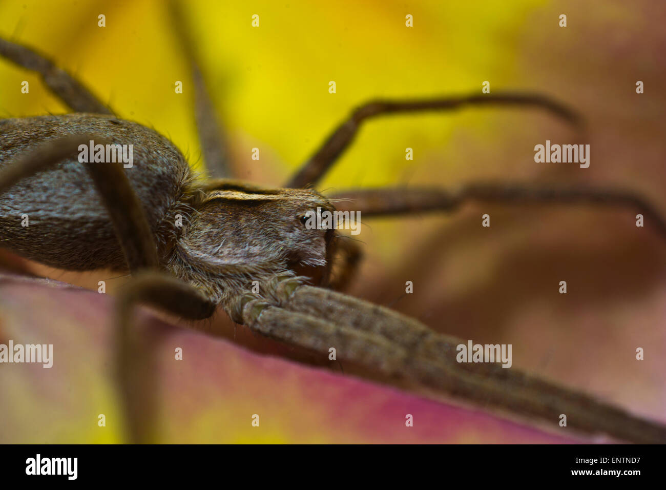 Pisaura Mirabilis High Resolution Stock Photography and Images - Alamy