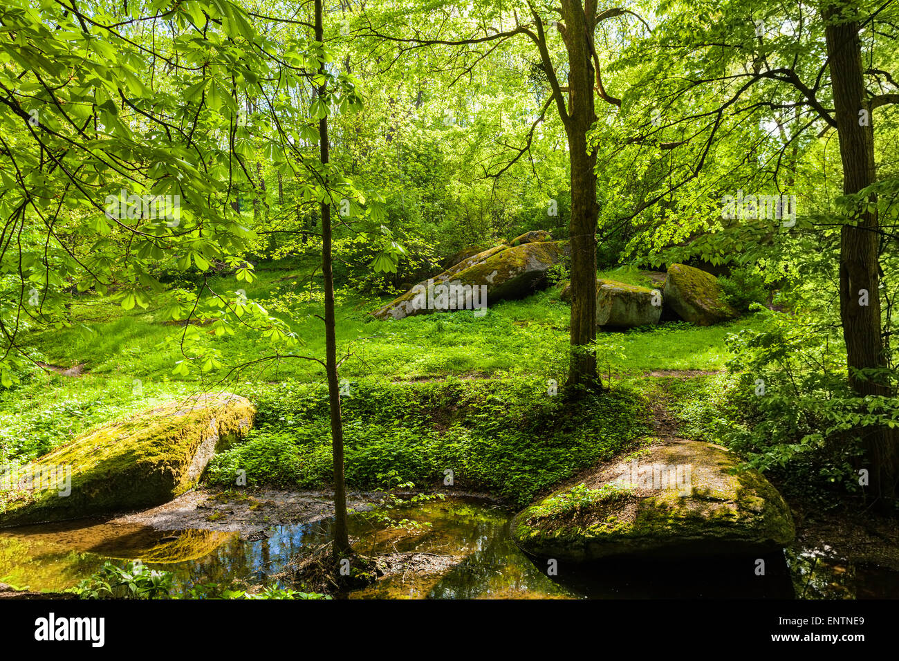 landscape green forest and river with big stones on the shore Stock Photo - Alamy
