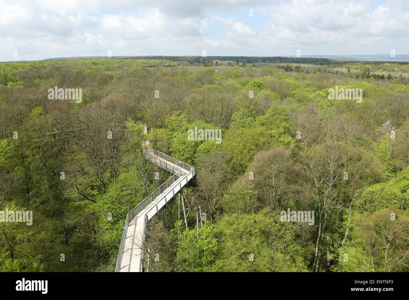 The canopy walkway (Baumkronenpfad) in Hainich National Park, Germany ...