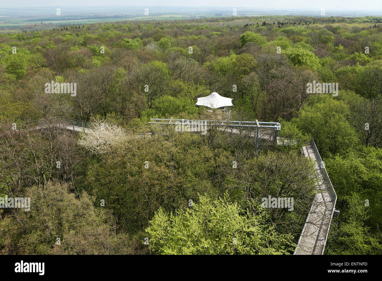 A viewing platform on the canopy walkway (Baumkronenpfad) in Hainich ...