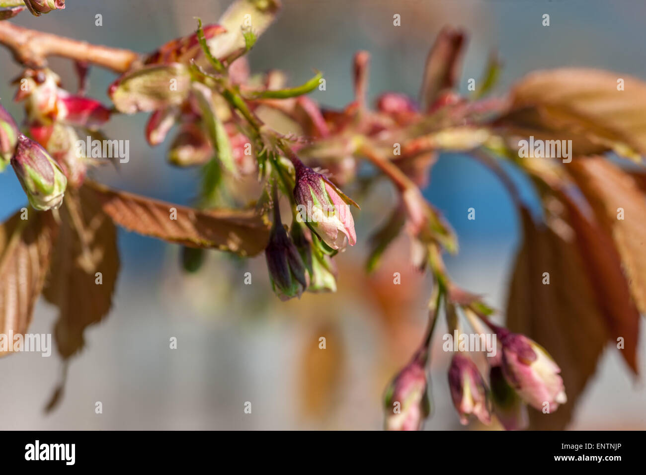 Branches of spring flowers Stock Photo - Alamy