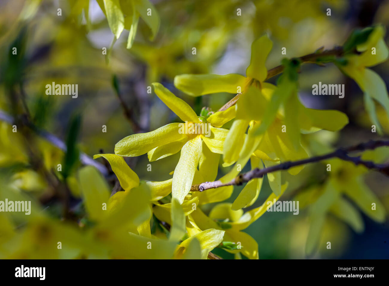 Branches of spring flowers Stock Photo - Alamy