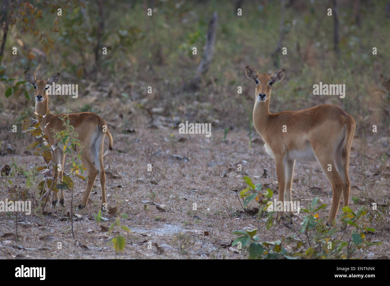 Mole national park hi-res stock photography and images - Alamy