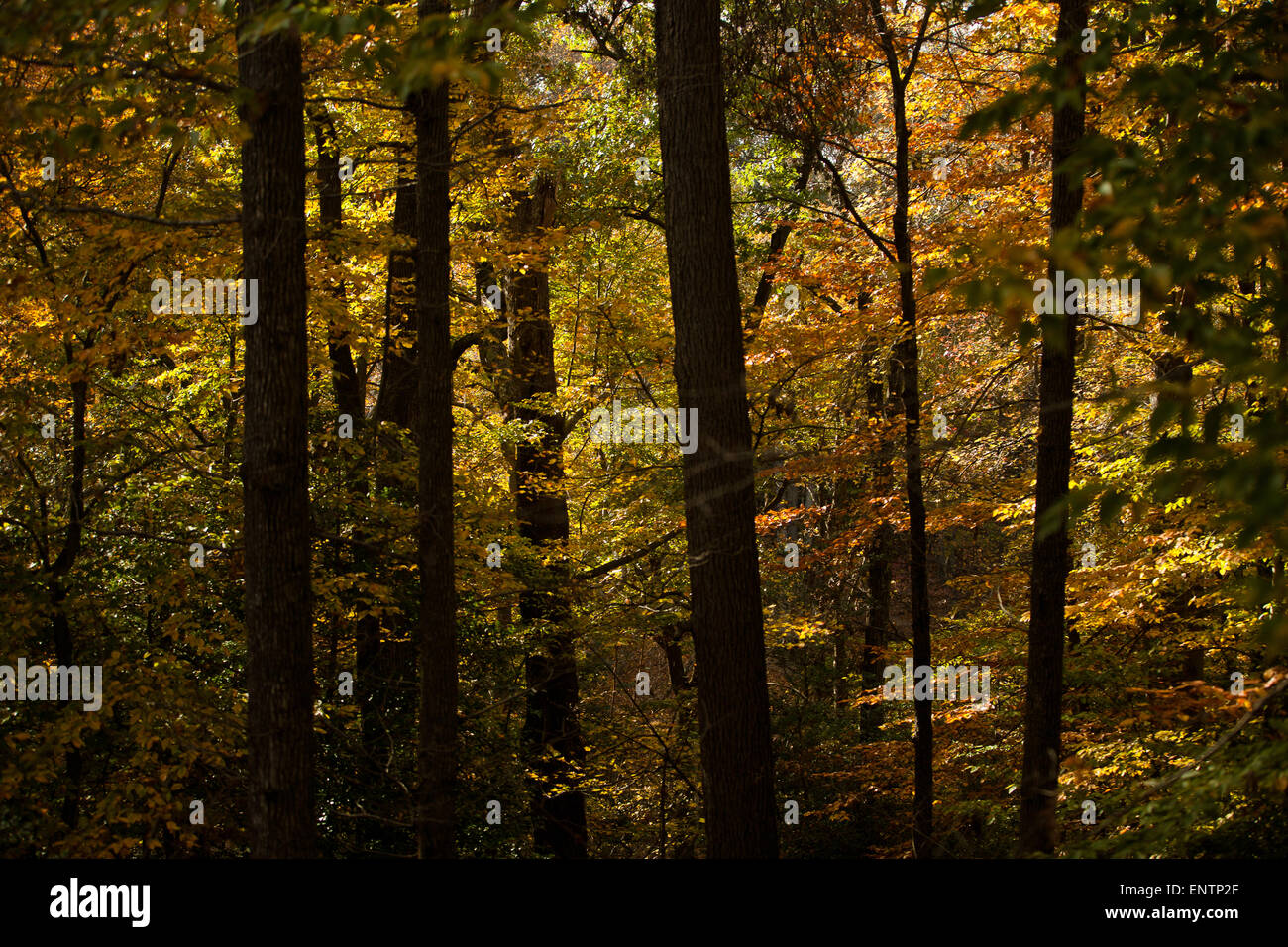 Prince Georges County, Maryland (2014): Fall colors and trees Stock ...