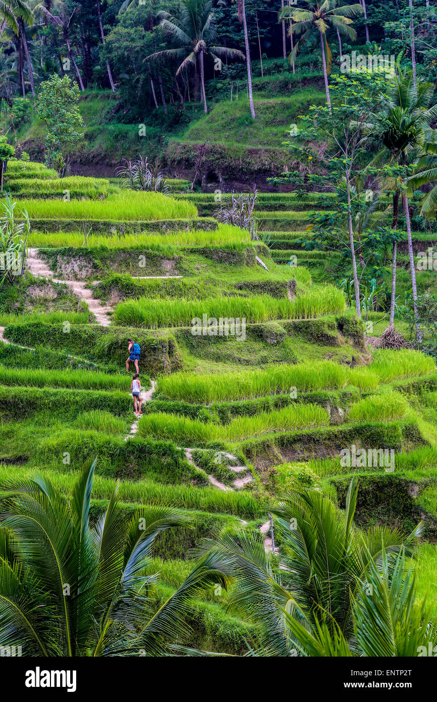 Unesco Rice fields Stock Photo - Alamy