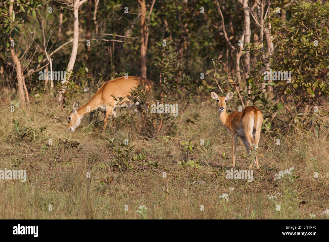 Mole national park hi-res stock photography and images - Alamy