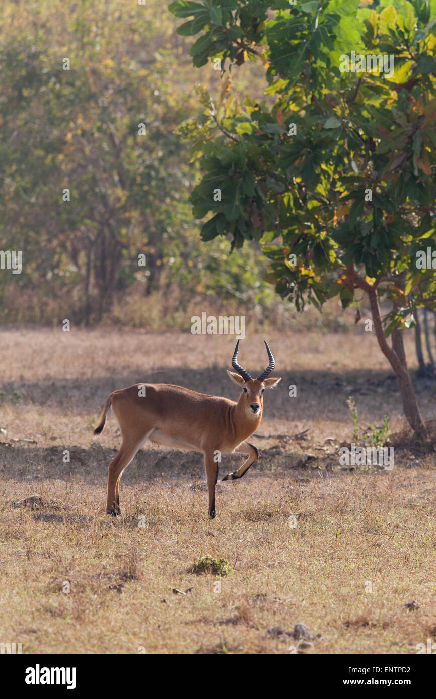 Buffon Kob or Western Kob (Kobus kob). Male, or Buck. Stamping a fore ...