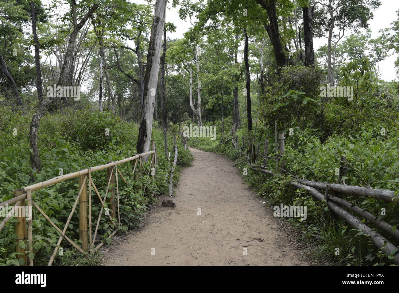 Kuruva Reserve Forest Stock Photo - Alamy