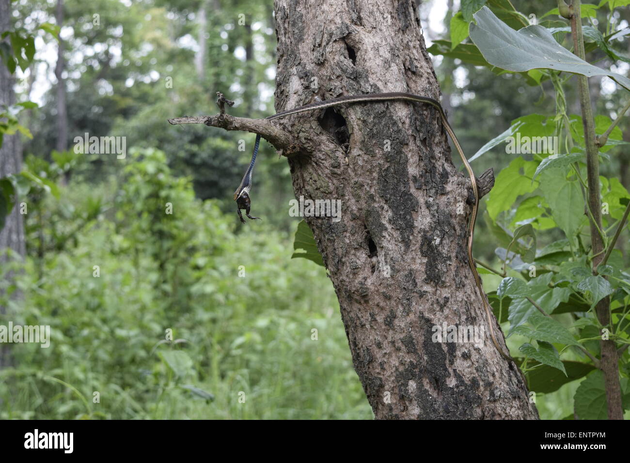 Tree snake eating a frog Stock Photo - Alamy