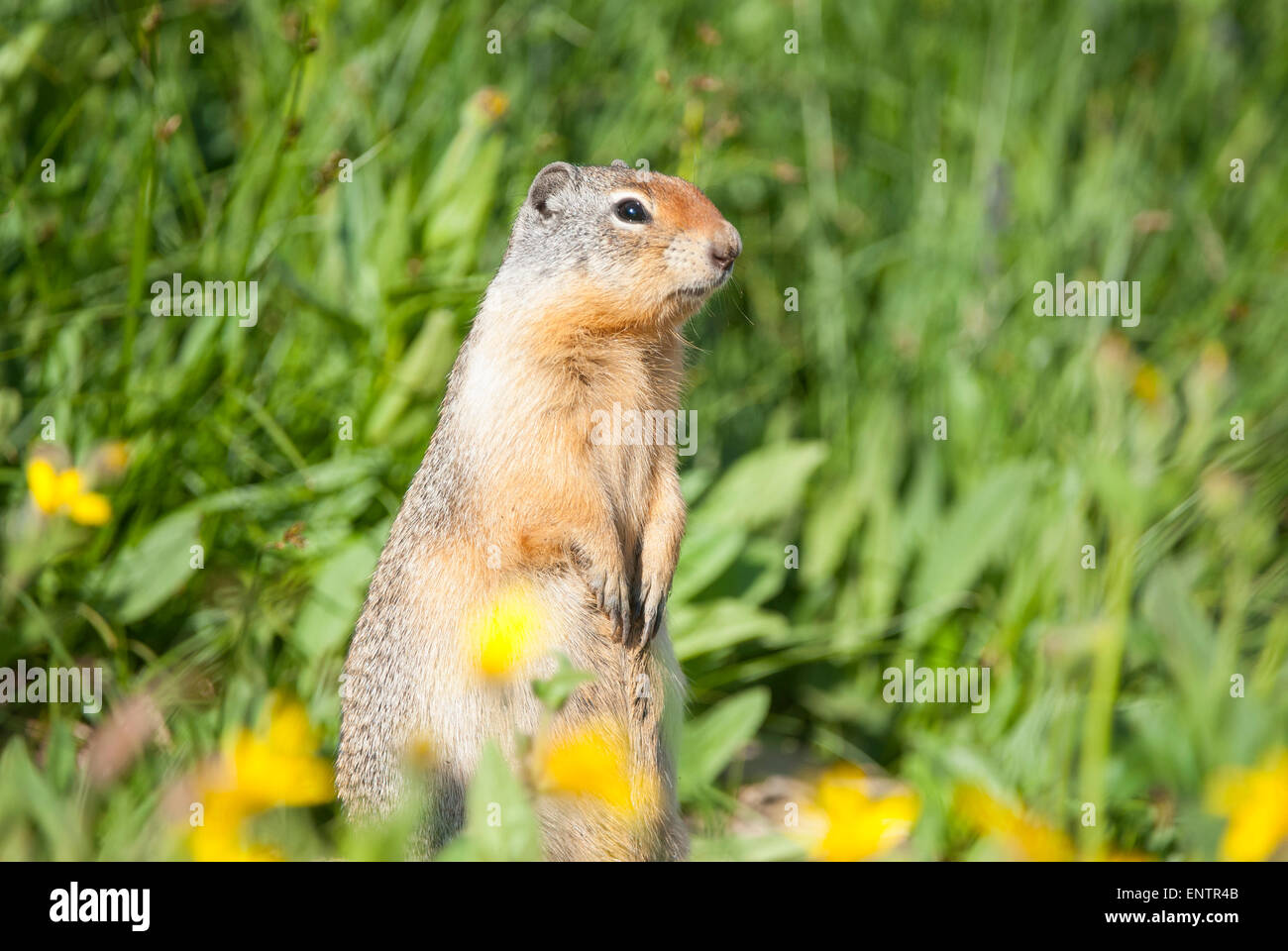 Columbian Ground Squirrel (Urocitellus columbianus), Glacier National ...
