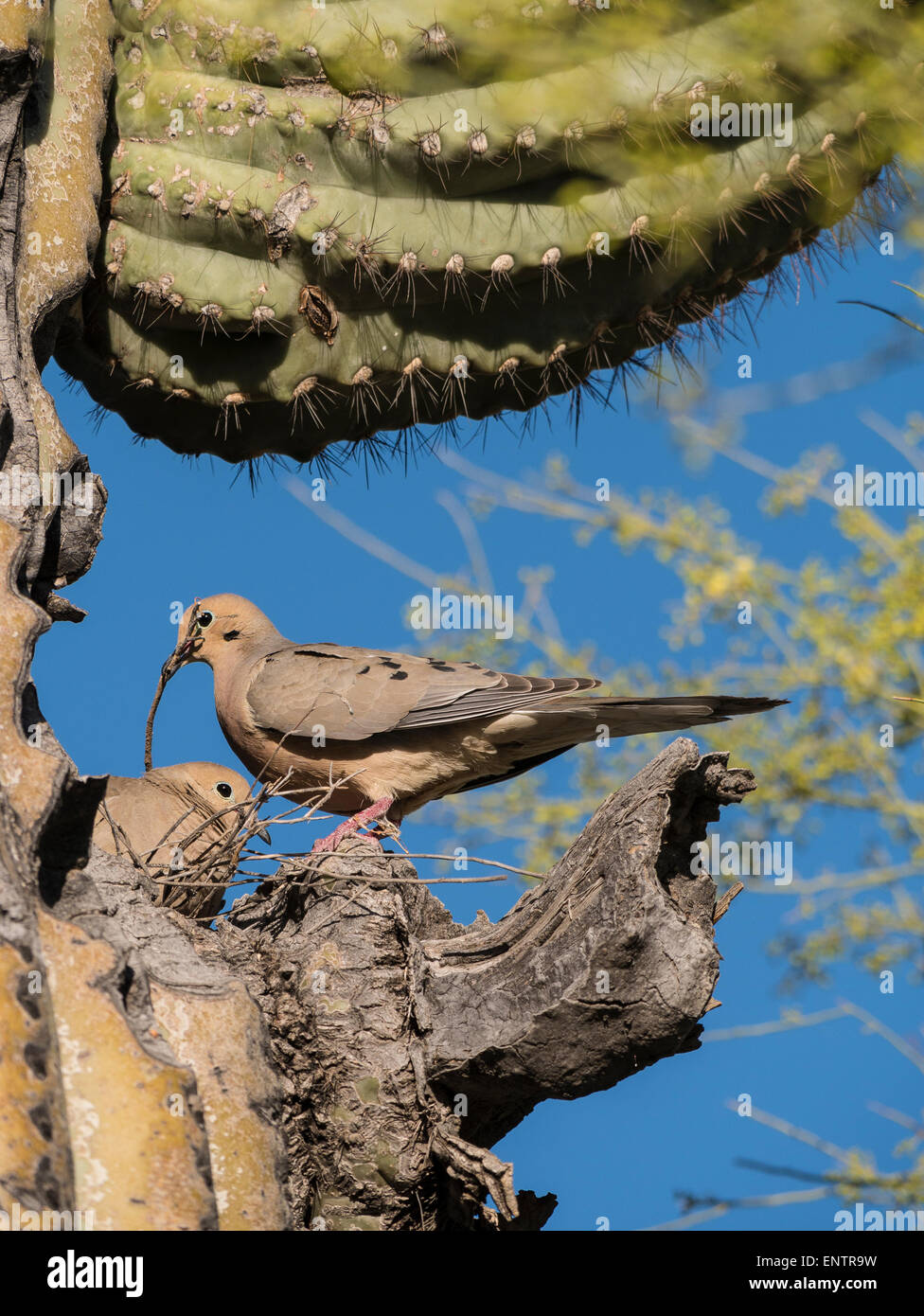 Arizona mourning doves hi-res stock photography and images - Alamy