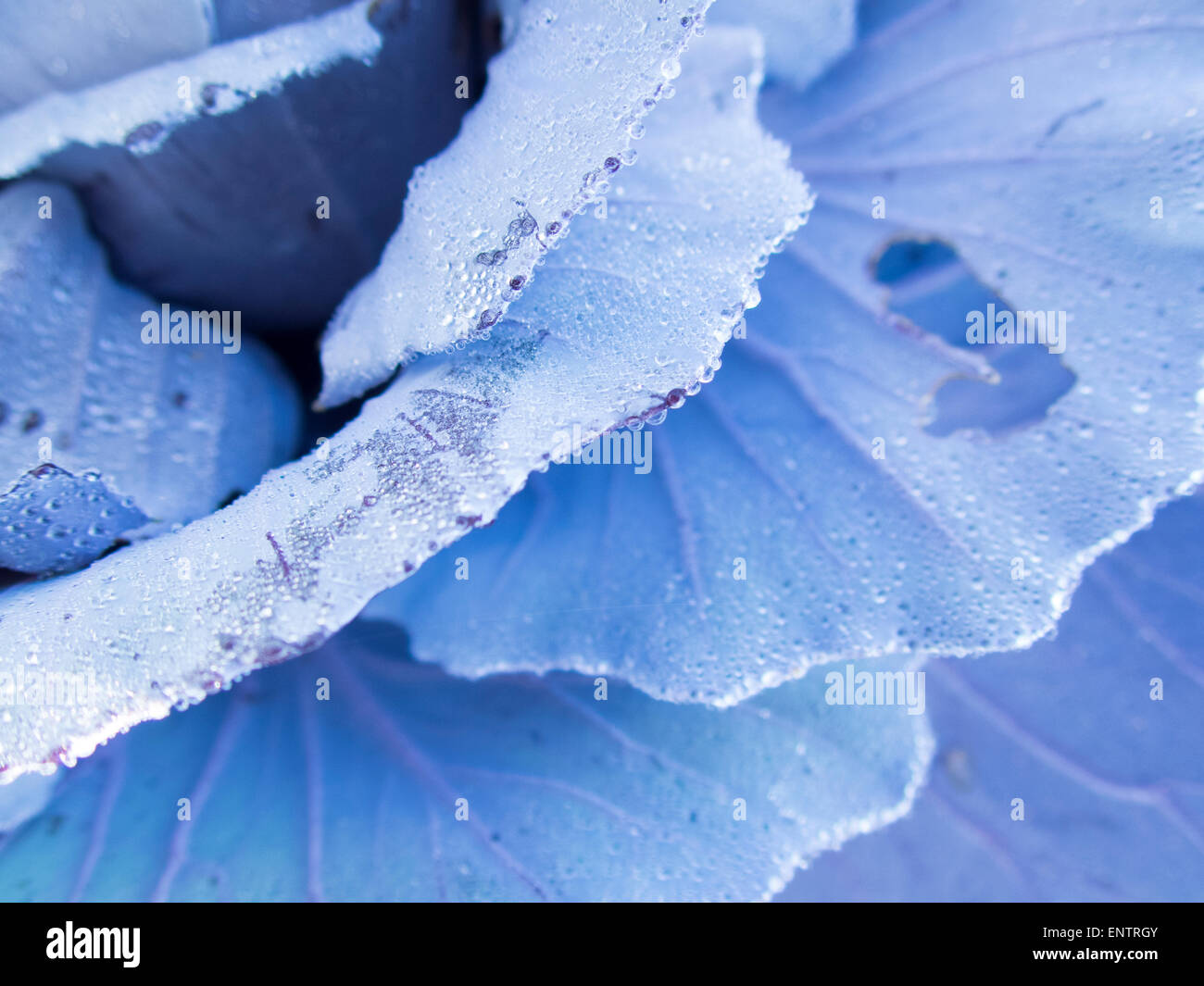 Purple cabbage plant at the Manton Bend Community Garden in Providence ...