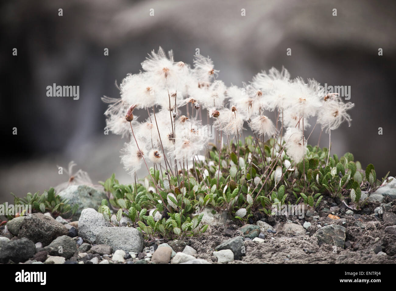 Flowering Dryas (Dryas spp.) on the edge of the Root Glacier in ...
