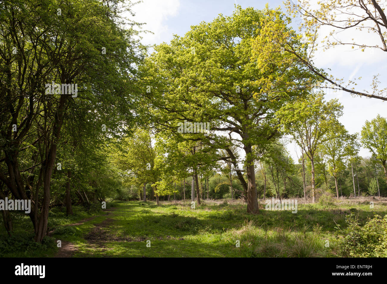 Standard English oaks in forest clearing Stock Photo - Alamy