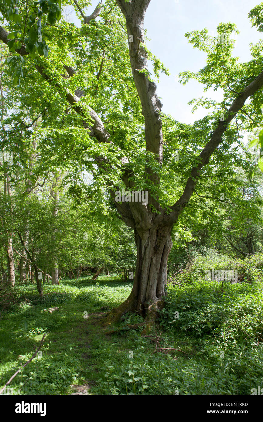 Pollard tree woodland hi-res stock photography and images - Alamy