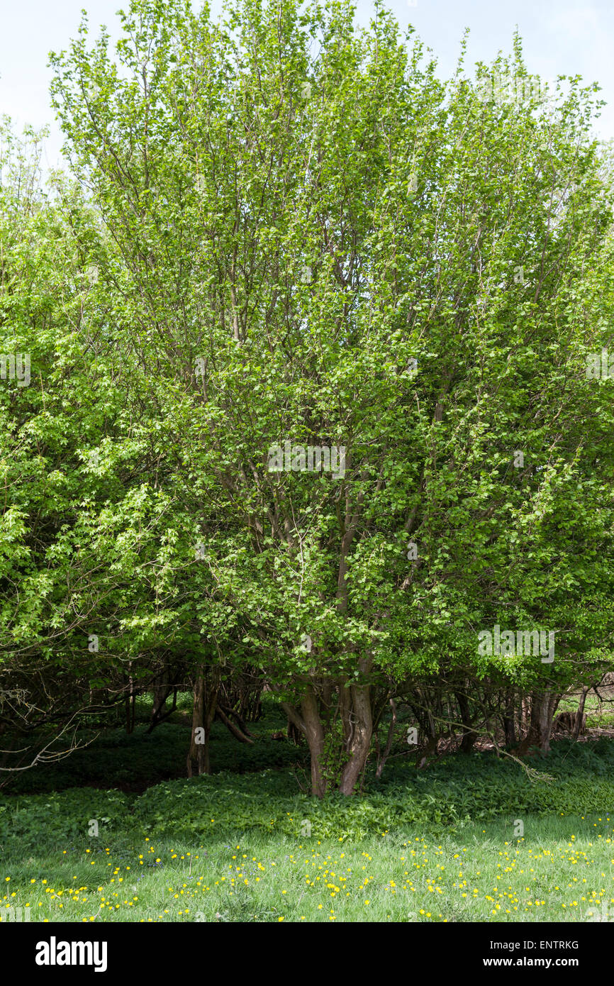 Hazel tree in hedgerow Stock Photo - Alamy