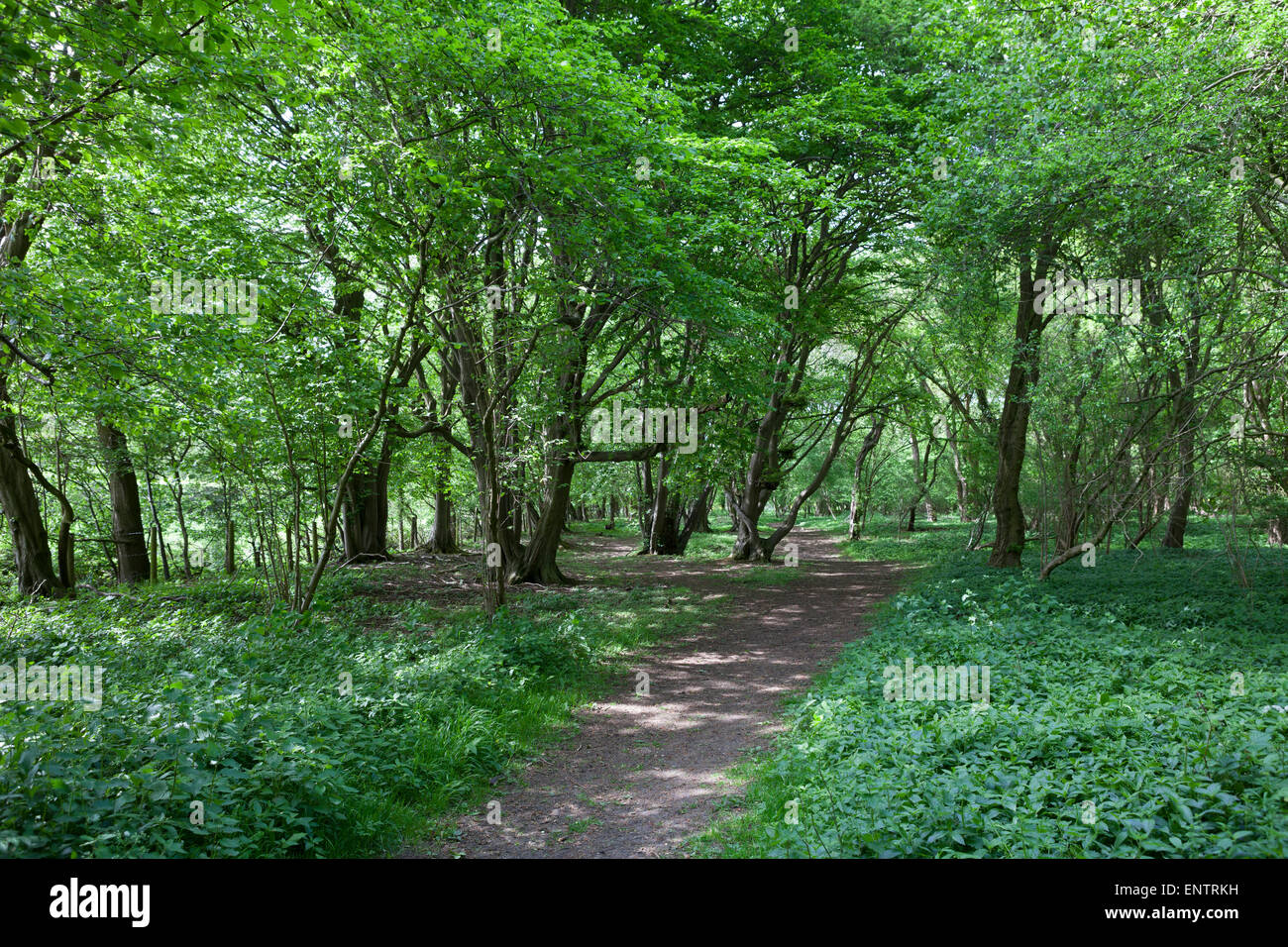 Oak coppice forest hi-res stock photography and images - Alamy