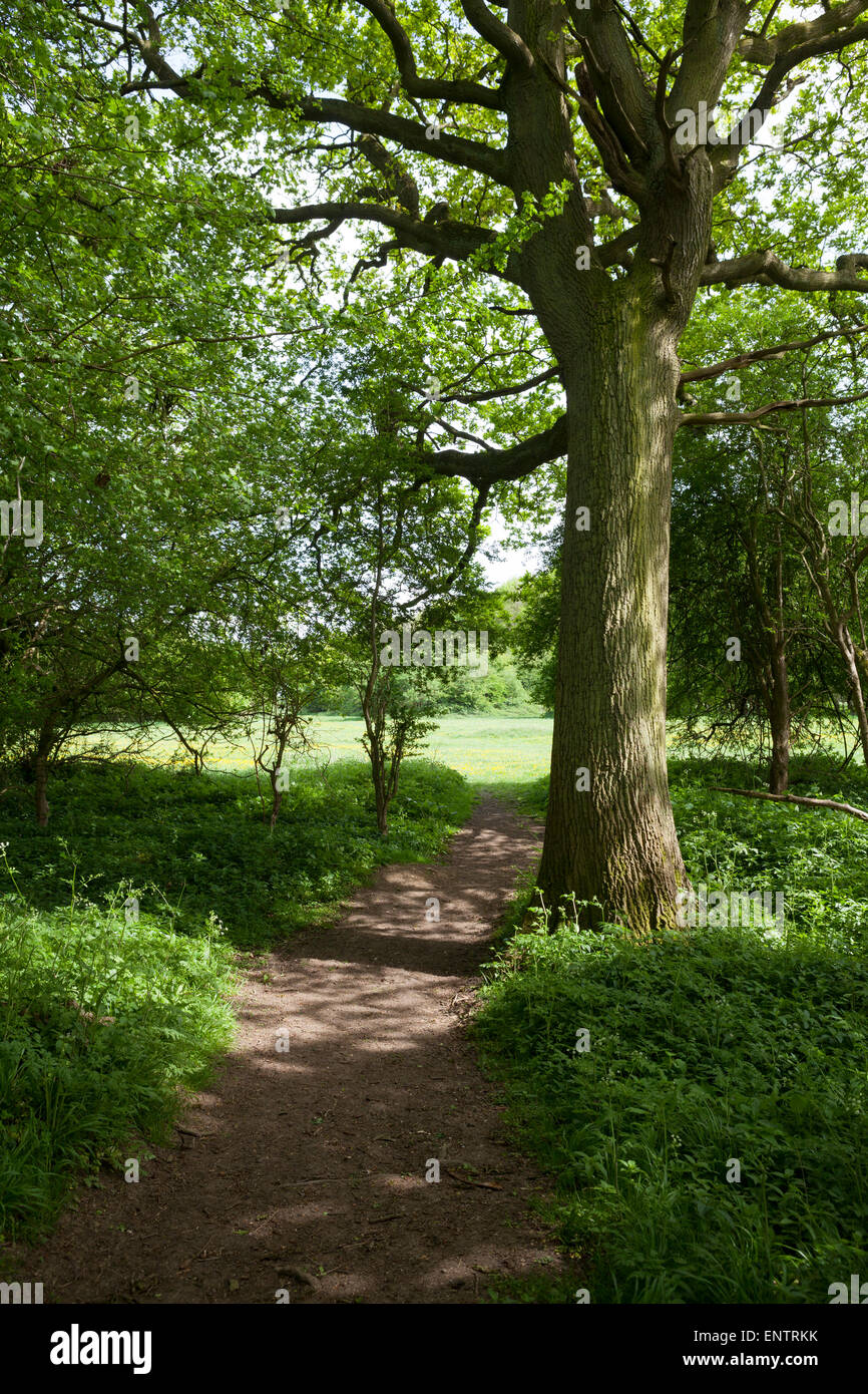 Oak coppice forest hi-res stock photography and images - Alamy