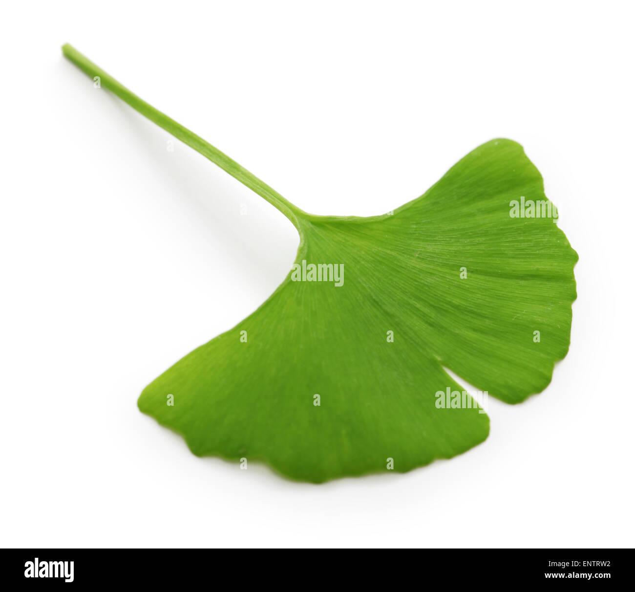 Ginkgo leaf medicine hi-res stock photography and images - Alamy