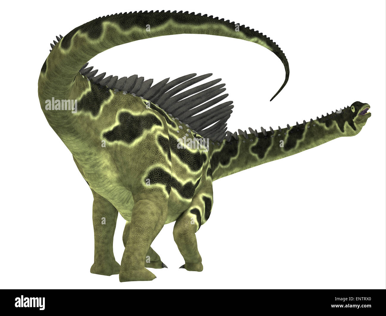 Agustinia was a herbivorous titanosaur dinosaur that lived in the ...