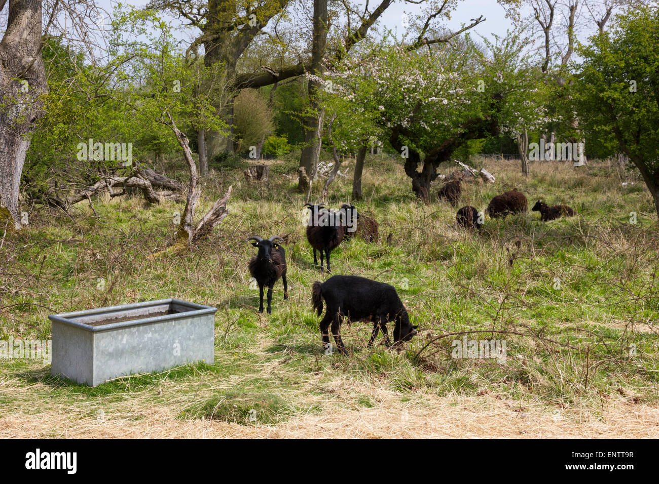 Hebridean sheep hi-res stock photography and images - Alamy