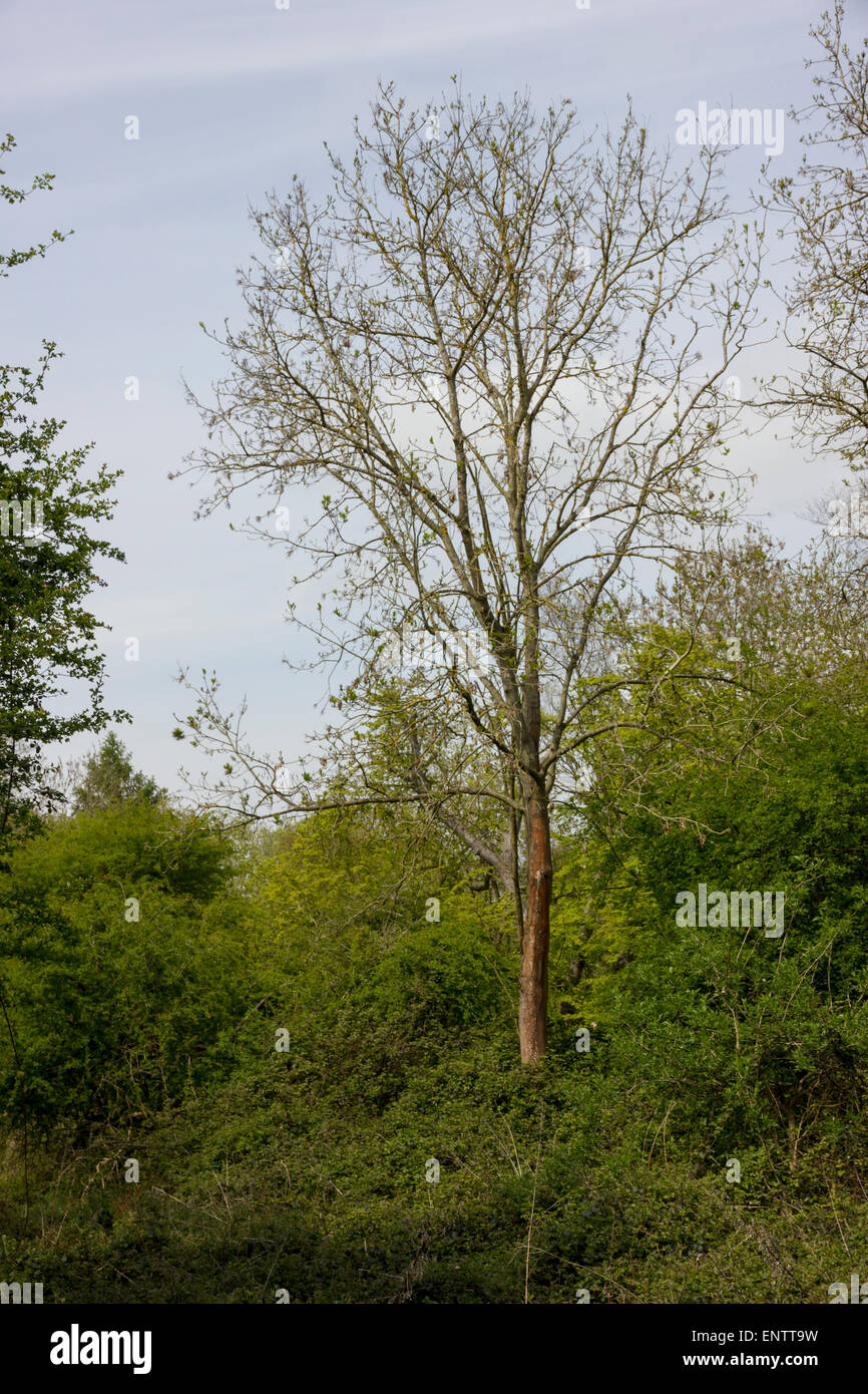 Ash Tree Disease High Resolution Stock Photography and Images - Alamy