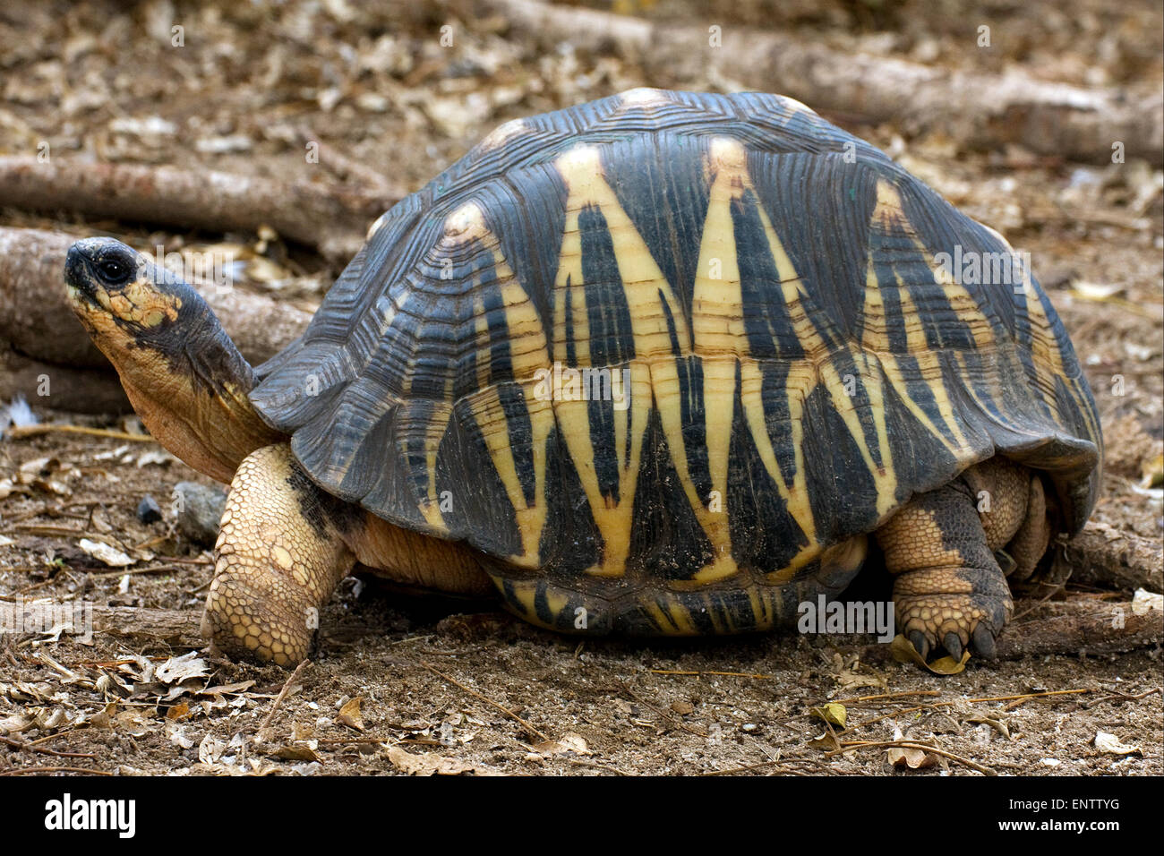 a turtle's earth in madagascar nosy be Stock Photo - Alamy