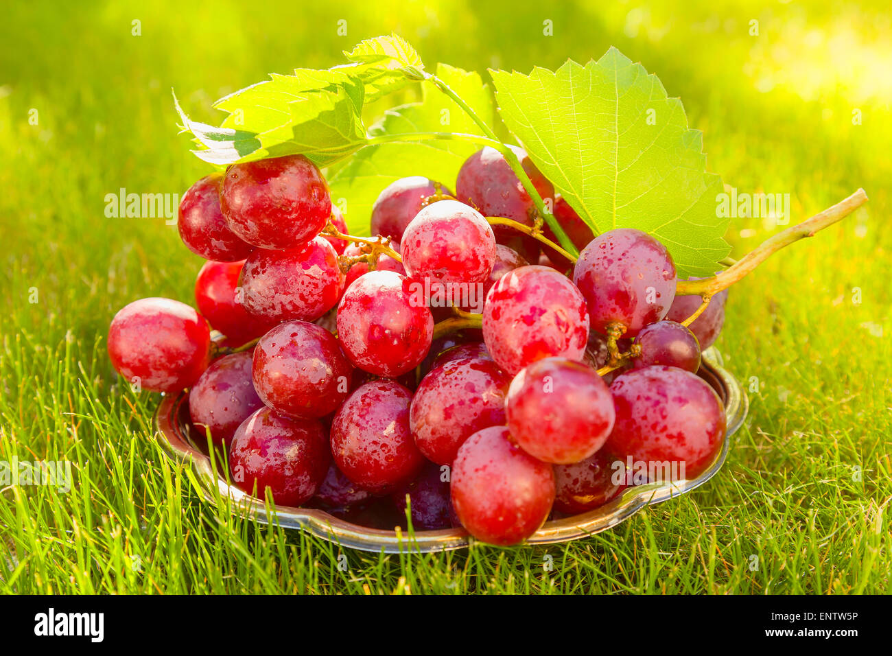 Red grapes in the garden in backlit Stock Photo - Alamy